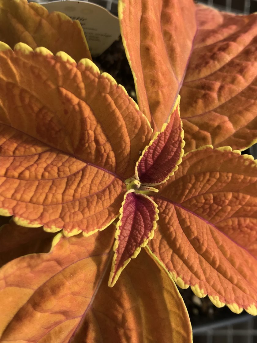 Coleus Rustic Orange – Ennenga's Garden Center