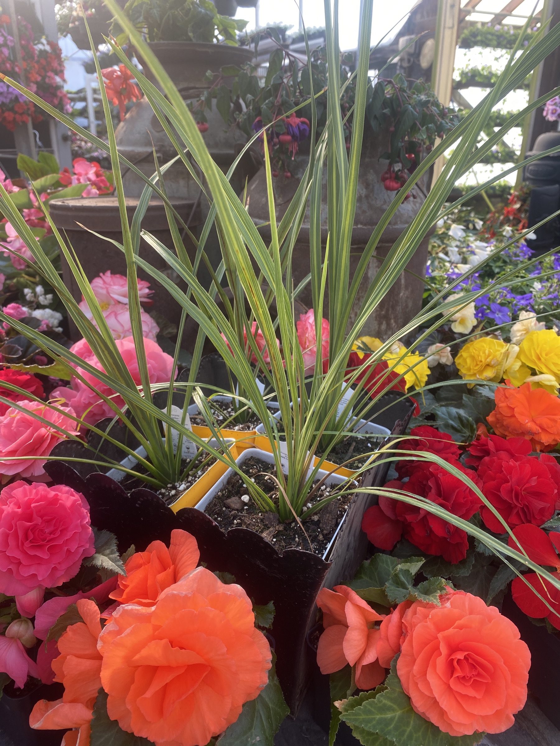 Dracaena Spike Ennenga s Garden Center